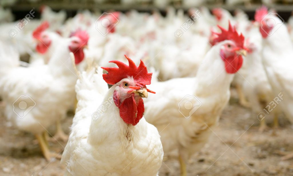 38107010-Modern-chicken-farm-production-of-white-meat-Stock-Photo ...